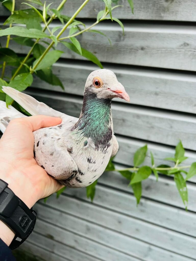 Our Pigeons - Netherlands Racing Pigeons